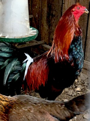 Poultry - Gamefowl Hatching Eggs