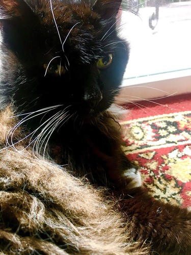 Standard Process Renafood Whole Food Kidney Health Supplement, 180 ...