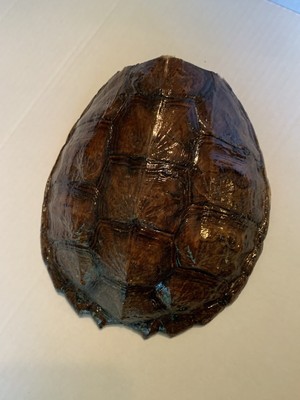 Real Turtle Shell for sale | Only 3 left at -60%