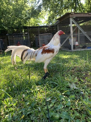 Livestock Supplies - Gamefowl Hatching Eggs