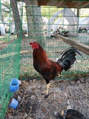 Livestock Supplies - Gamefowl Hatching Eggs