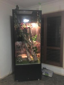 Reptiles & Amphibians | Gumtree Australia Free Local Classifieds