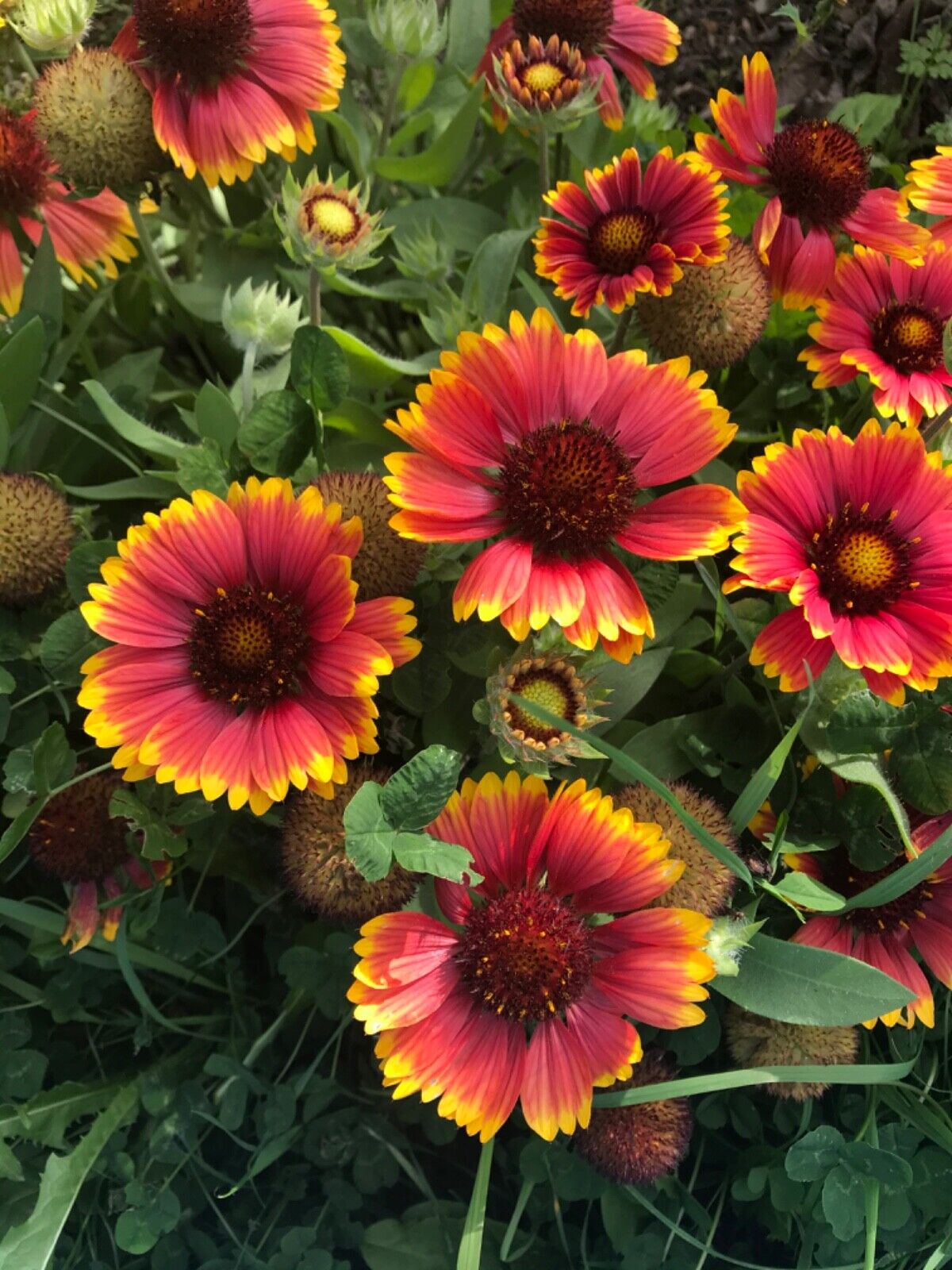 Indian blanket flower store