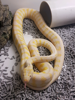 albino darwin | Reptiles & Amphibians | Gumtree Australia Free Local ...