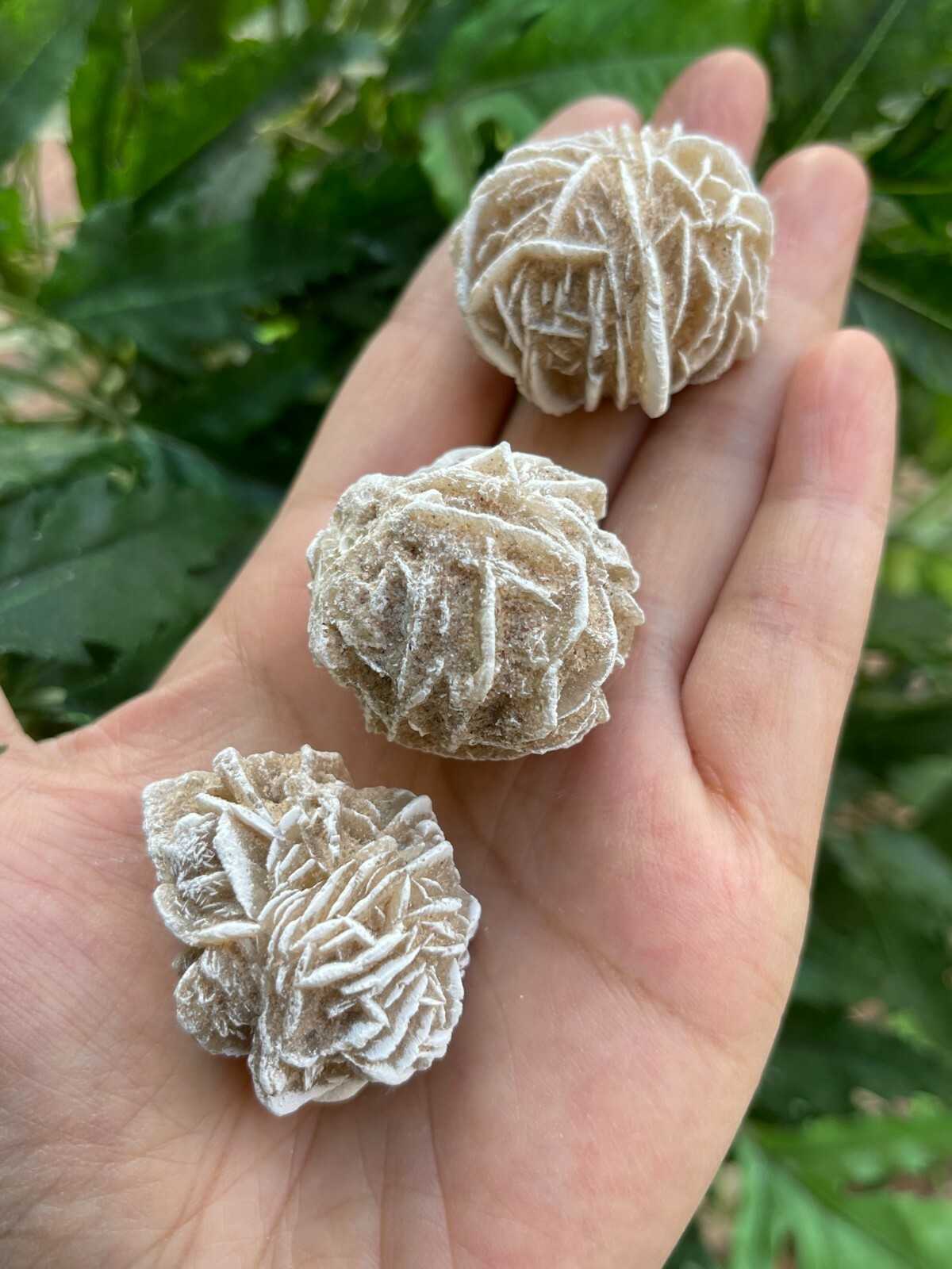 Desert rose selenite store