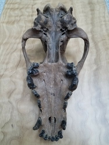 Купить Млекопитающие PREHISTORIC Adult MEGAFAUNAL PLEISTOCENE WOLF ...