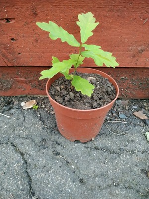 Oak Sapling for sale in UK | 62 second-hand Oak Saplings
