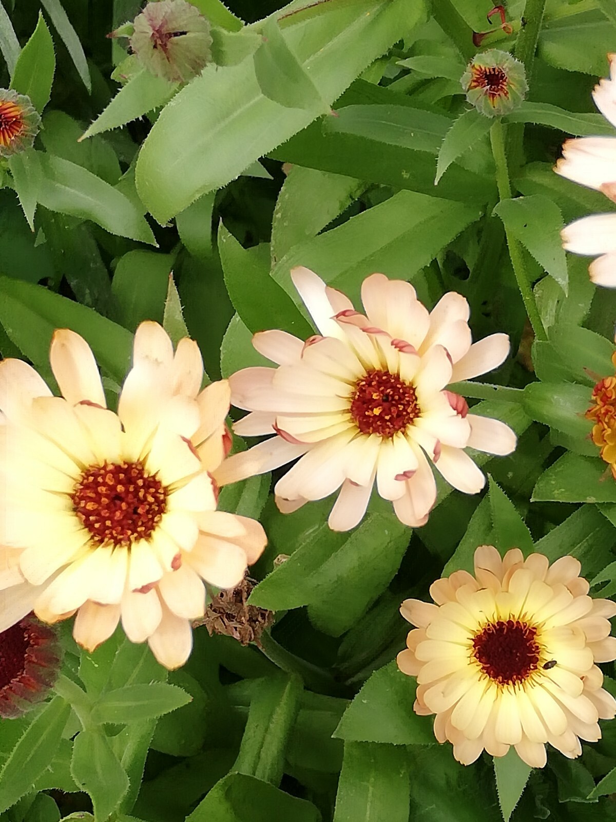 Calendula officinalis 'Sunset Buff' X 75+ SEEDS 2020 Hardy Annual Bee ...