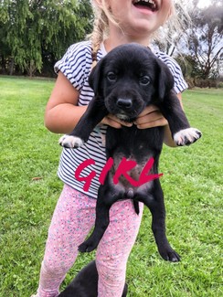 labrador | Dogs & Puppies | Gumtree Australia Free Local Classifieds