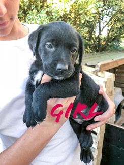 labrador | Dogs & Puppies | Gumtree Australia Free Local Classifieds