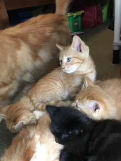 Canberra Region, ACT | Cats & Kittens | Gumtree Australia Free Local ...