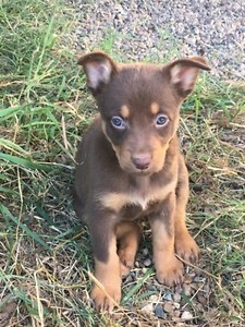 red and tan kelpie | Dogs & Puppies | Gumtree Australia Free Local ...
