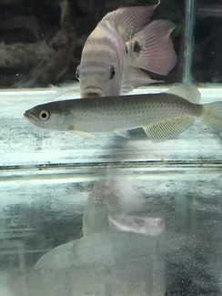 saratoga | Fish | Gumtree Australia Free Local Classifieds