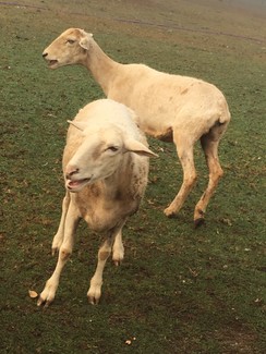dorper sheep for sale | Livestock | Gumtree Australia Free Local ...