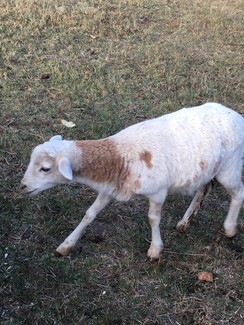 dorper sheep for sale | Livestock | Gumtree Australia Free Local ...