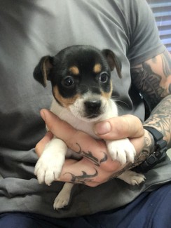 mini foxy | Dogs & Puppies | Gumtree Australia Free Local Classifieds