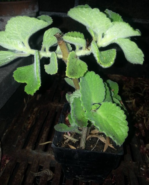 Panikoorka/Plectranthus Amboinicus/ Karpooravalli/Mexican Mint | Plants ...