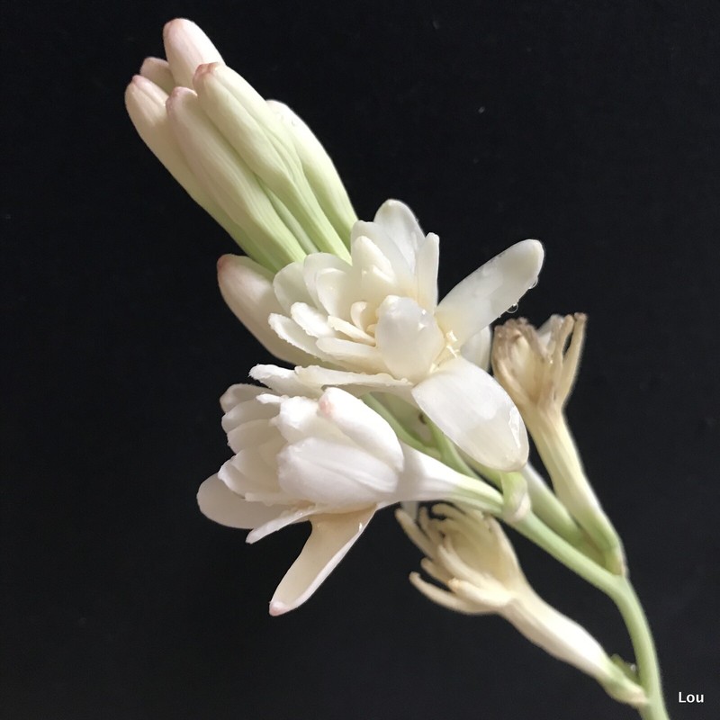 Tuberose~Tuberosa Polanthes * MASSIVELY FRAGRANT *A few bulblets in a ...