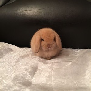 Rabbits | Gumtree Australia Free Local Classifieds