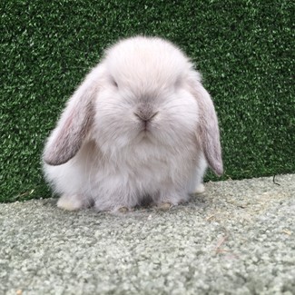 Rabbits | Gumtree Australia Free Local Classifieds