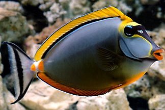 MARINE FISH / BLONDE LIPSTICK TANG (NASO ELEGANS) | in Southampton ...