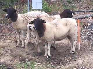 dorper sheep for sale | Livestock | Gumtree Australia Free Local ...