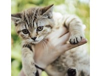Pets - Gumtree