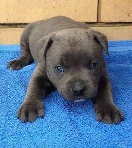 blue staffy | Dogs & Puppies | Gumtree Australia Free Local Classifieds