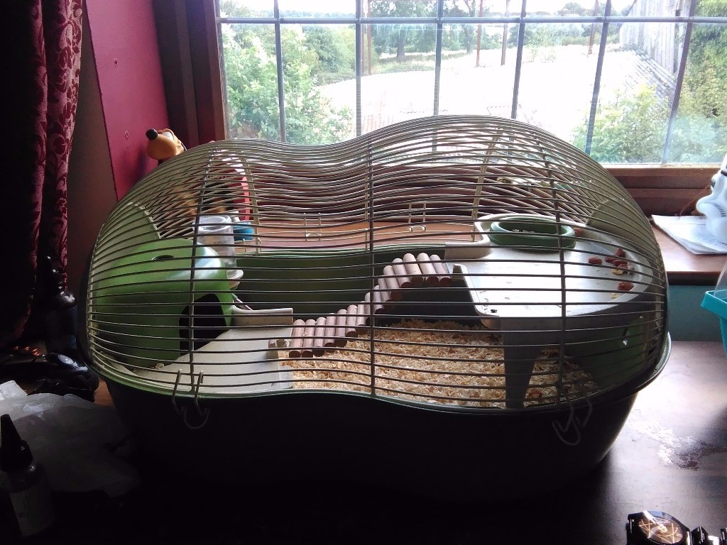Dwarf Russian Hamster And Cage In Clay Cross Derbyshire Gumtree