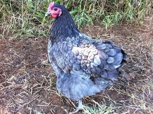 blue australorp chickens | Livestock | Gumtree Australia Free Local ...