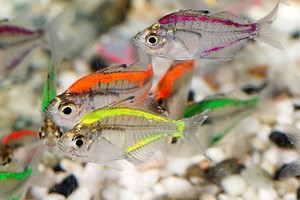 COLOURFUL DYED GLASSFISH INDIAN DISCO TETRA GLASS FISH LIVE TROPICAL ...