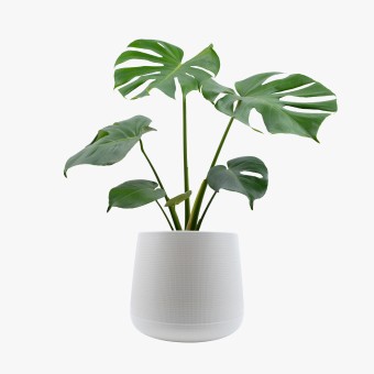 Coins, Notes & Bullion for sale | eBay Australia