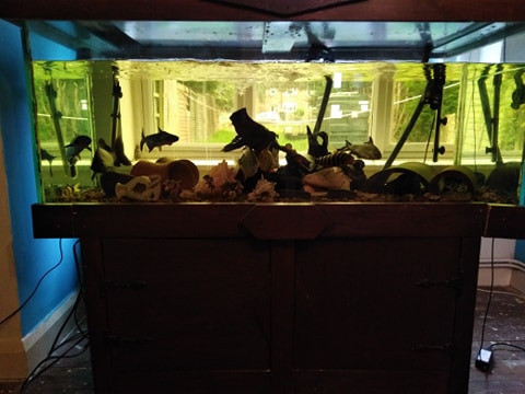 5 foot fish tank full set up for sale including fish | in Hunstanton ...