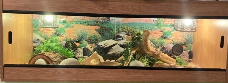 Snake Vivarium for sale in UK | 51 used Snake Vivariums