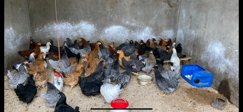 Chicken Ark for sale in UK | 69 second-hand Chicken Arks