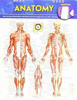Anatomy Easel Book: A Quickstudy Reference Tool (Quick Study Easel)のeBay公認海外通販｜セカイモン