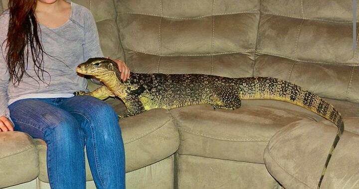 Cf16 asian water monitor baby | in Dereham, Norfolk | Gumtree