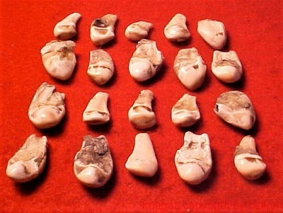 Elk Teeth for sale | Only 4 left at -65%