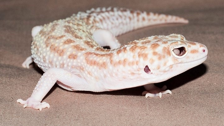 Female White & Yellow Mack Snow RAPTOR Leopard Gecko with full setup ...