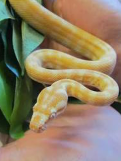 gecko | Pets | Gumtree Australia Free Local Classifieds