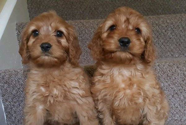 F1 COCKAPOO PUPPIES 8 WEEKS OLD NOW | in Kingston, London | Gumtree