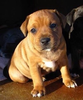 staffy in Perth Region, WA | Dogs & Puppies | Gumtree Australia Free ...