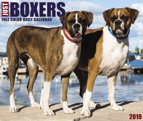 Just Boxers 2019 Box Calendar by Willow Creek Press Inc. Staff (2018 ...