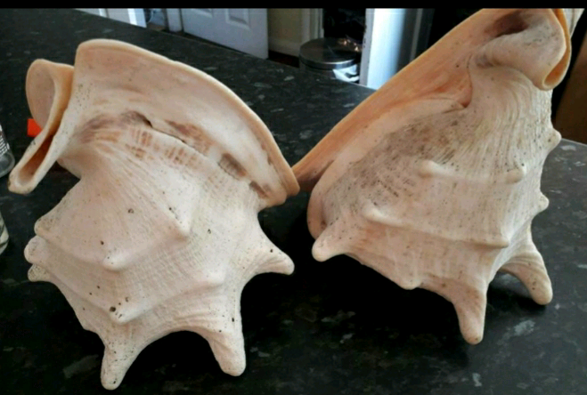 Conch Shells for sale in UK | 68 second-hand Conch Shells