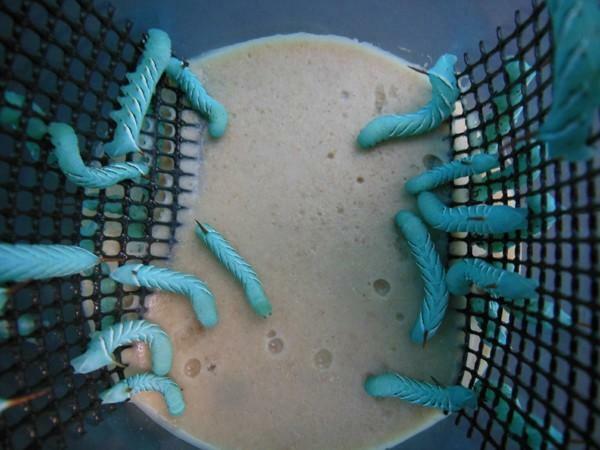 Live Goliath Tomato Horn Worm Habitat Alive Hornworm Reptile Feeders ...