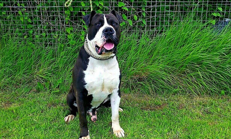 indian mastiff bully kutta x american bulldog | in Barnard Castle ...
