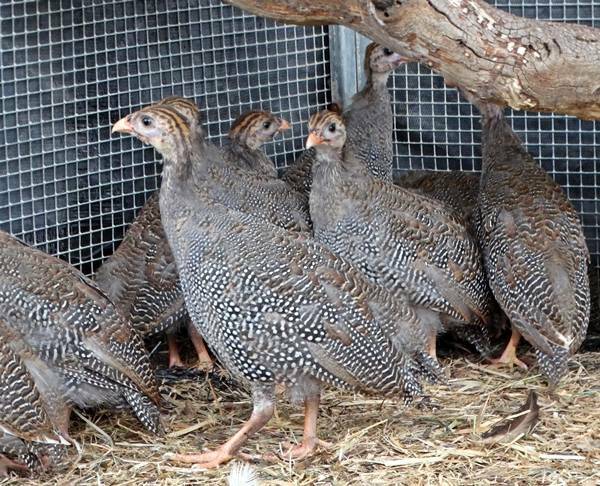 GUINEA FOWL KEETS FOR SALE | Livestock | Gumtree Australia Goulburn ...