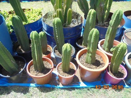 cactus in Perth Region, WA | Plants | Gumtree Australia Free Local ...