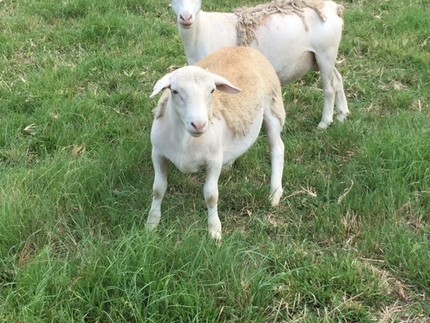 dorper sheep for sale | Livestock | Gumtree Australia Free Local ...