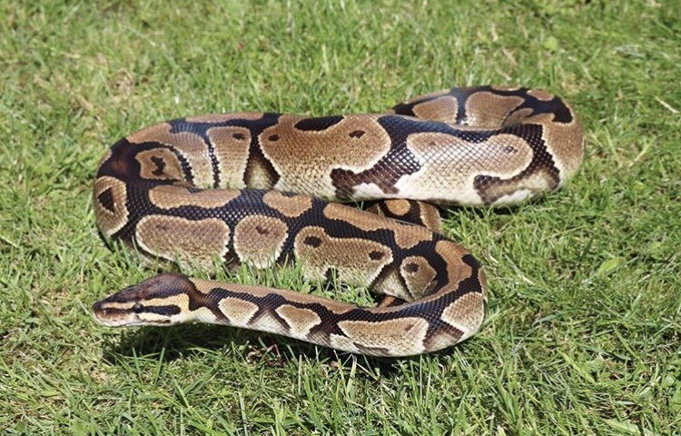 Adult male royal Python (normal) | in Stalybridge, Manchester | Gumtree